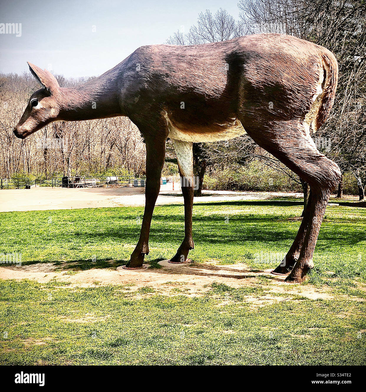 Deer trees hi-res stock photography and images - Alamy