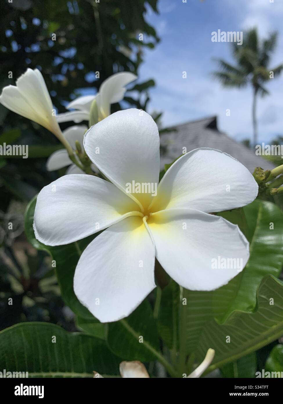 Polynesia Flower High Resolution Stock Photography and Images - Alamy