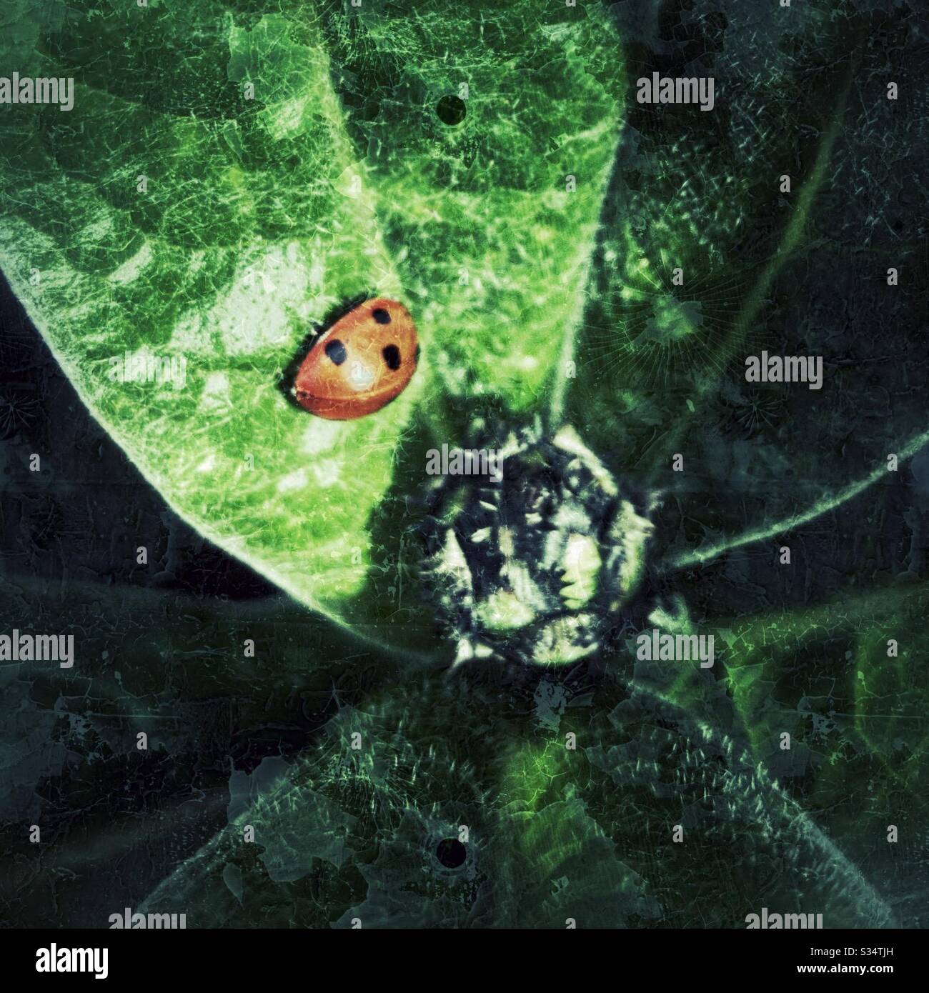Ladybird on a leaf Stock Photo - Alamy