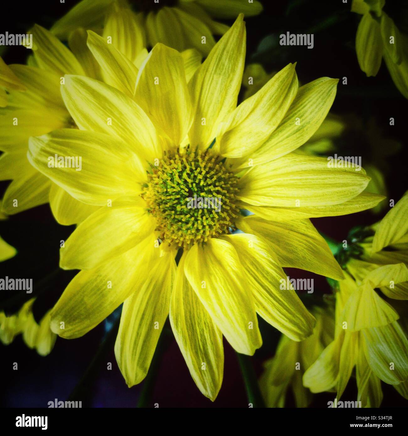Mum flower hi-res stock photography and images - Alamy