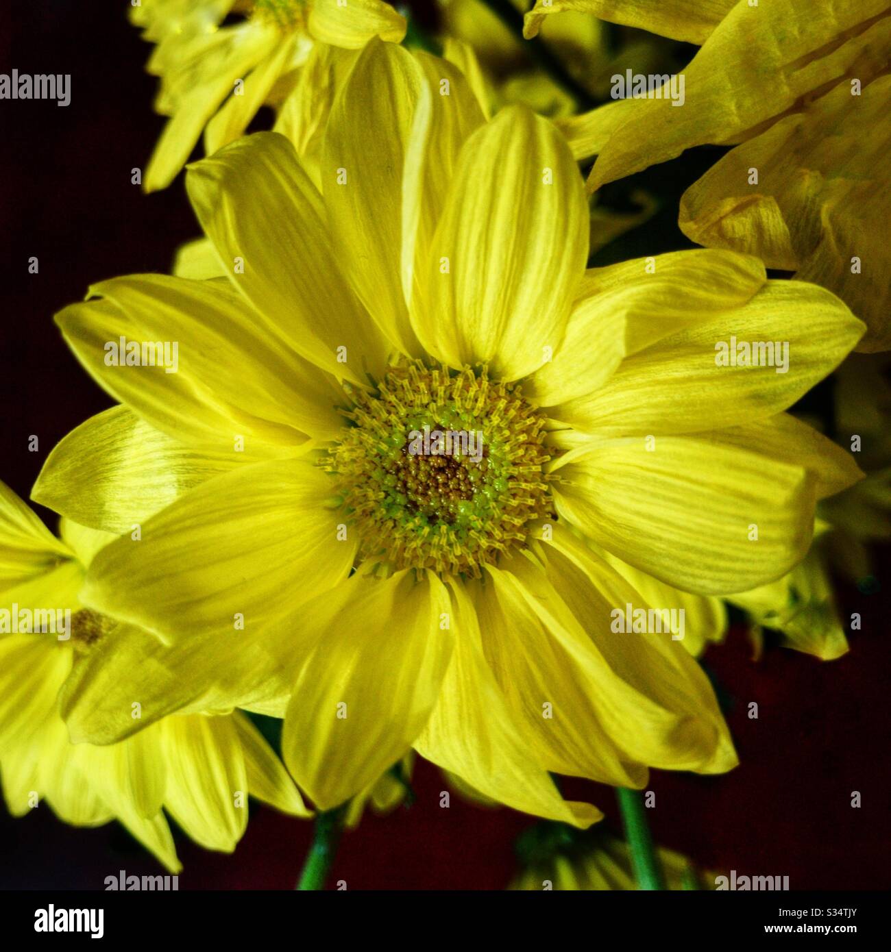Mum flower hi-res stock photography and images - Alamy