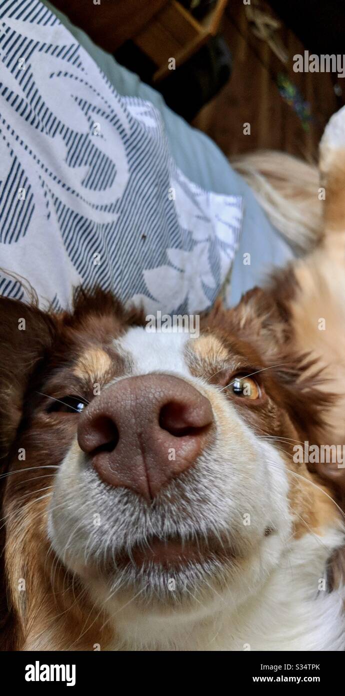 Boop nose hi-res stock photography and images - Alamy