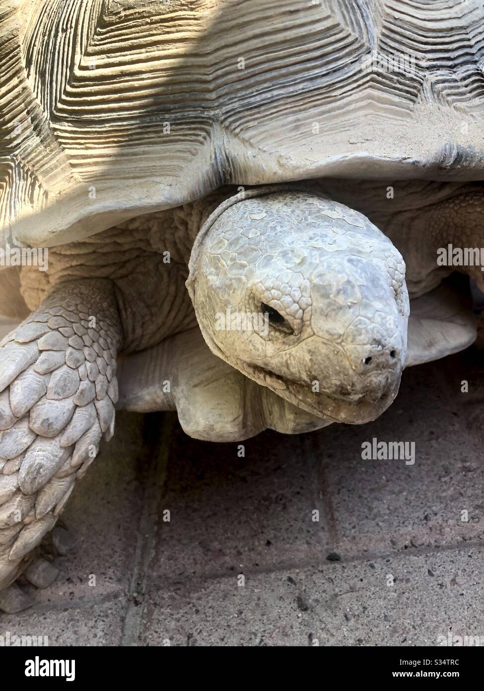 Smiling turtle hi-res stock photography and images - Alamy