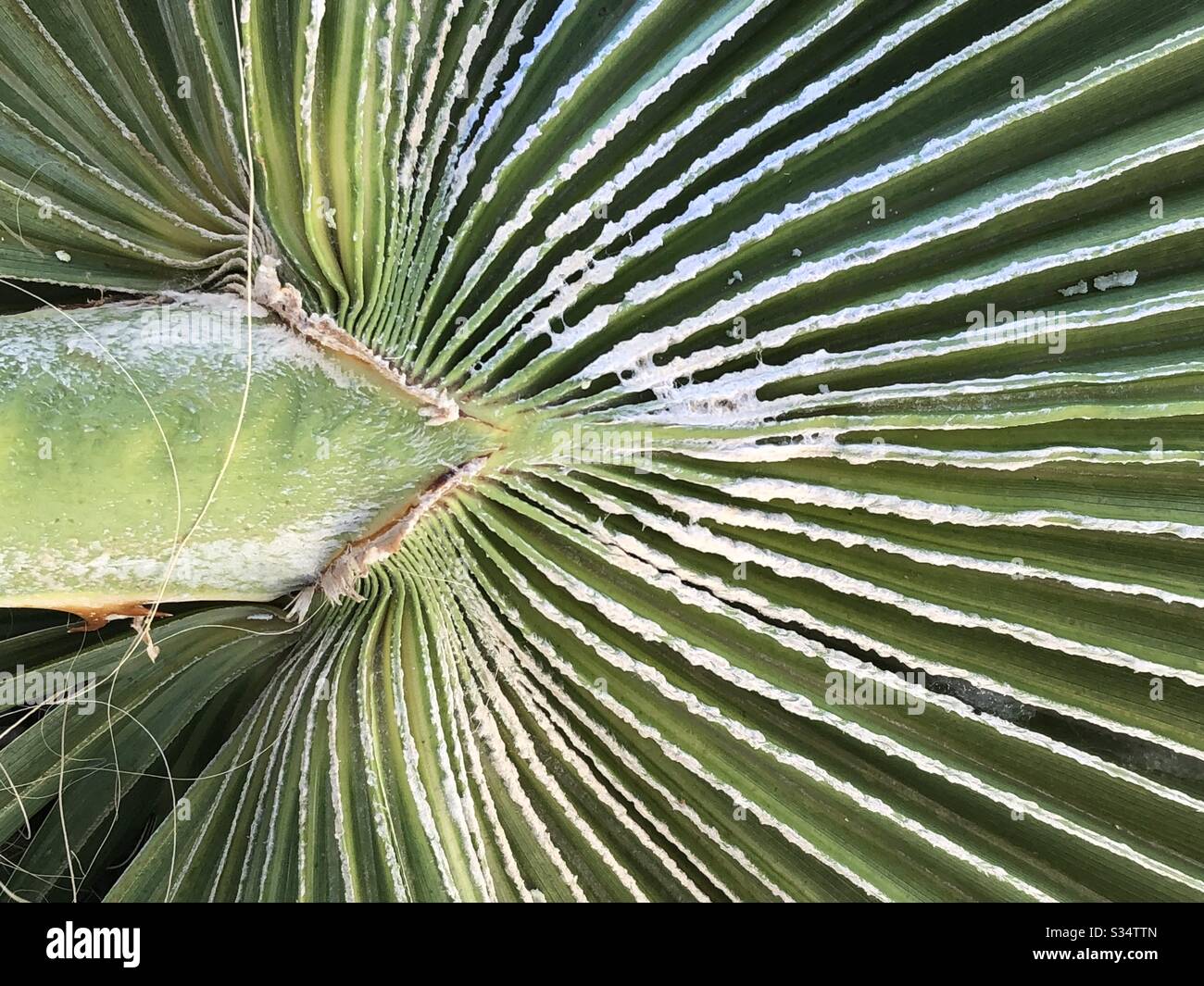 Palm Fronds On The Ground
