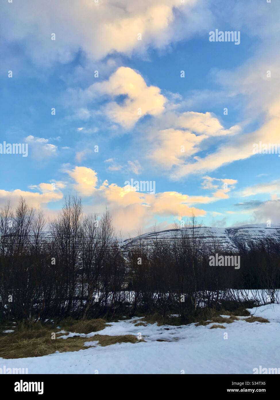 Iceland trees hi-res stock photography and images - Alamy