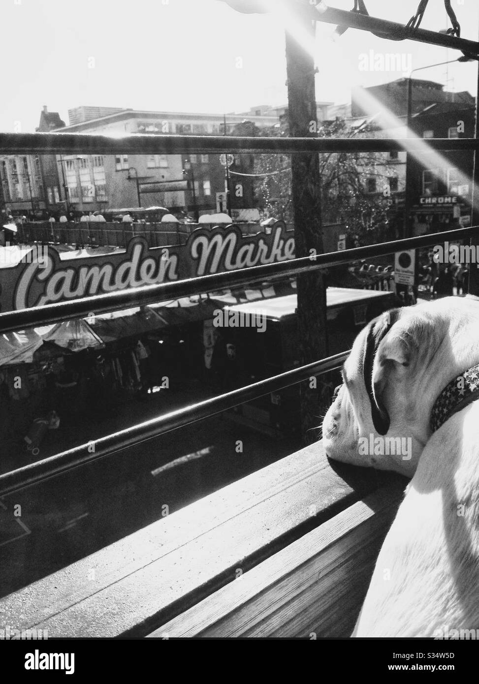 World dog hi-res stock photography and images - Alamy