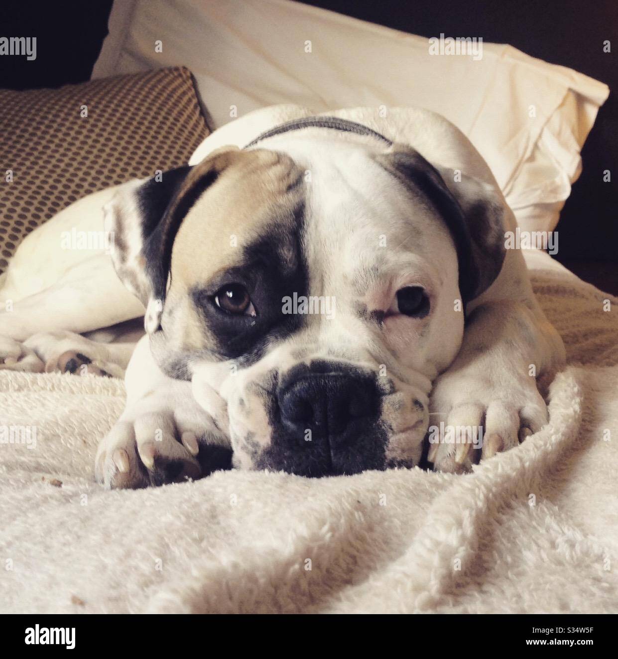 Beautiful puppy hi-res stock photography and images - Alamy