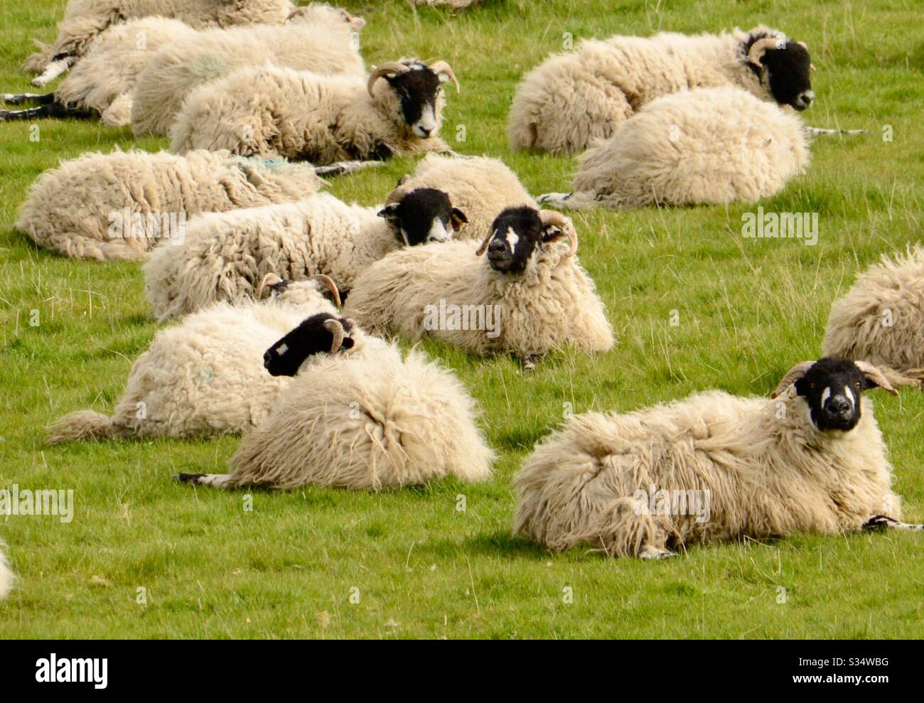 Picture of sheep hi-res stock photography and images - Alamy