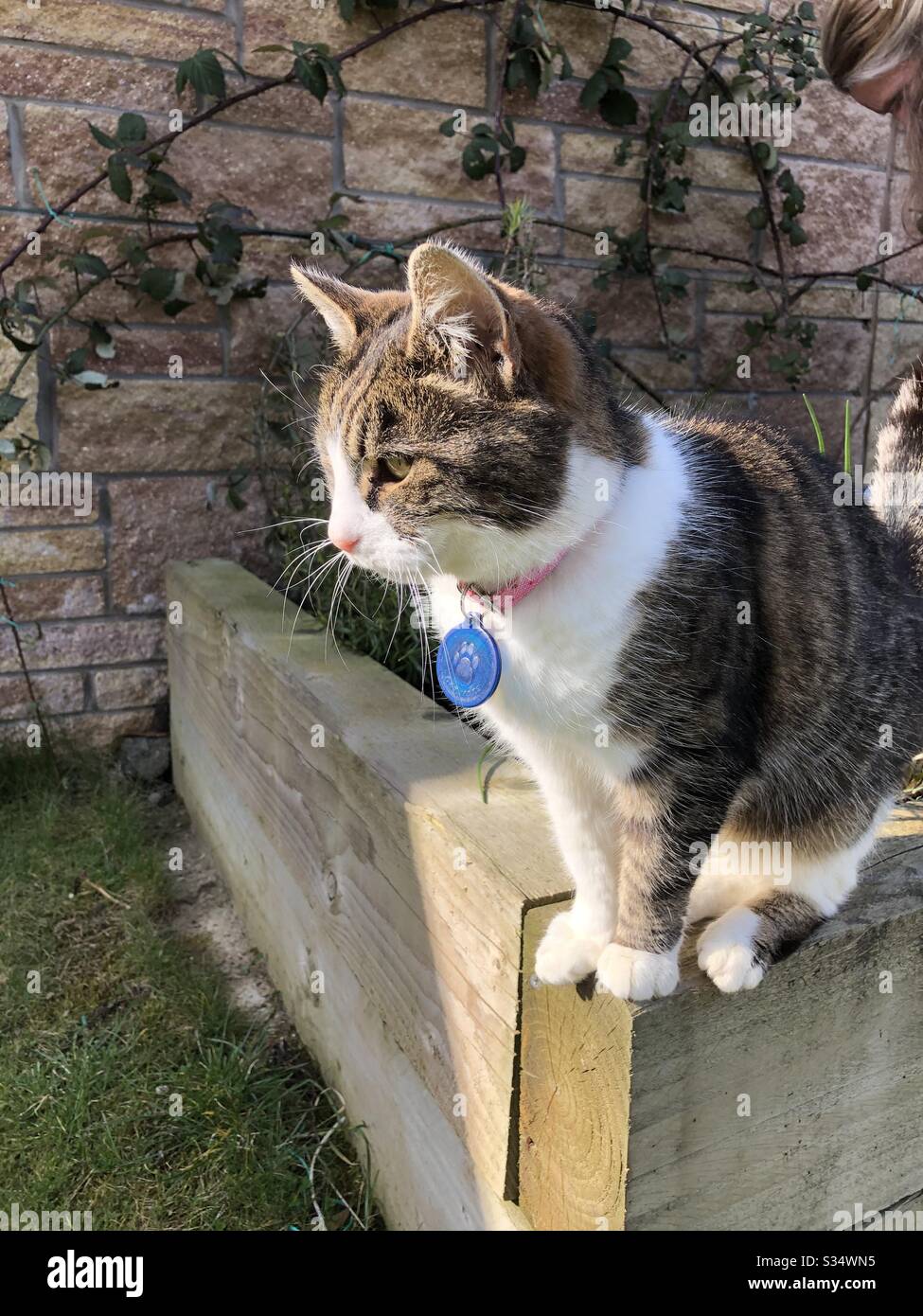 Cat Poised High Resolution Stock Photography and Images - Alamy