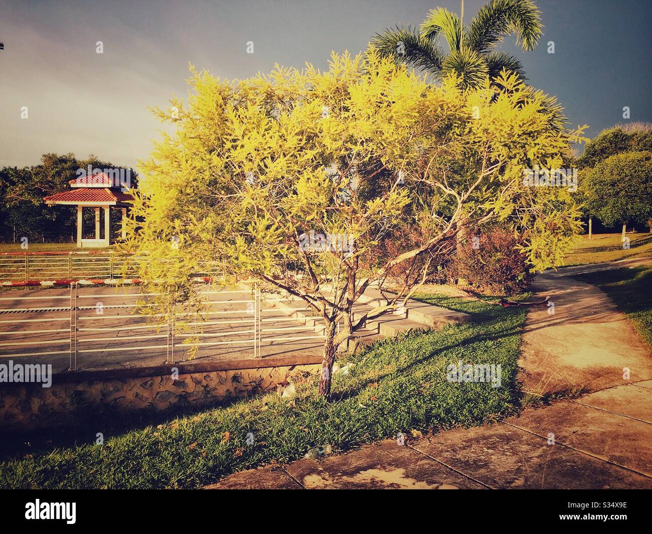 Trees in the golden hour hi-res stock photography and images - Alamy