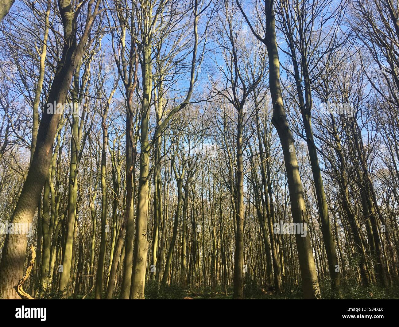 Young beech trees hi-res stock photography and images - Alamy
