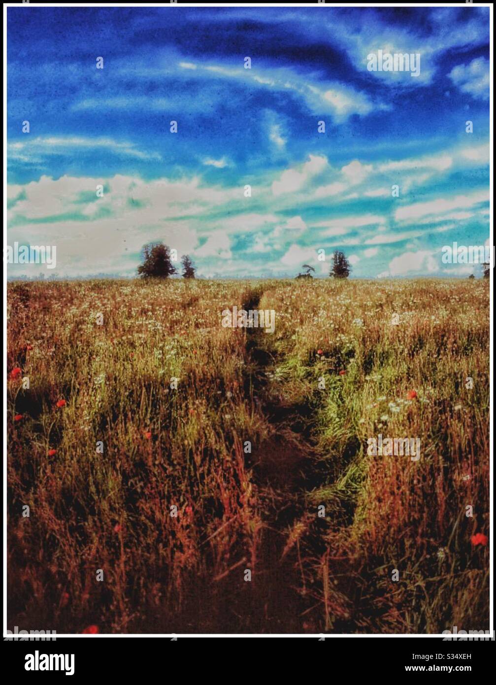 Colourful shrubs grass grasses hi-res stock photography and images - Alamy