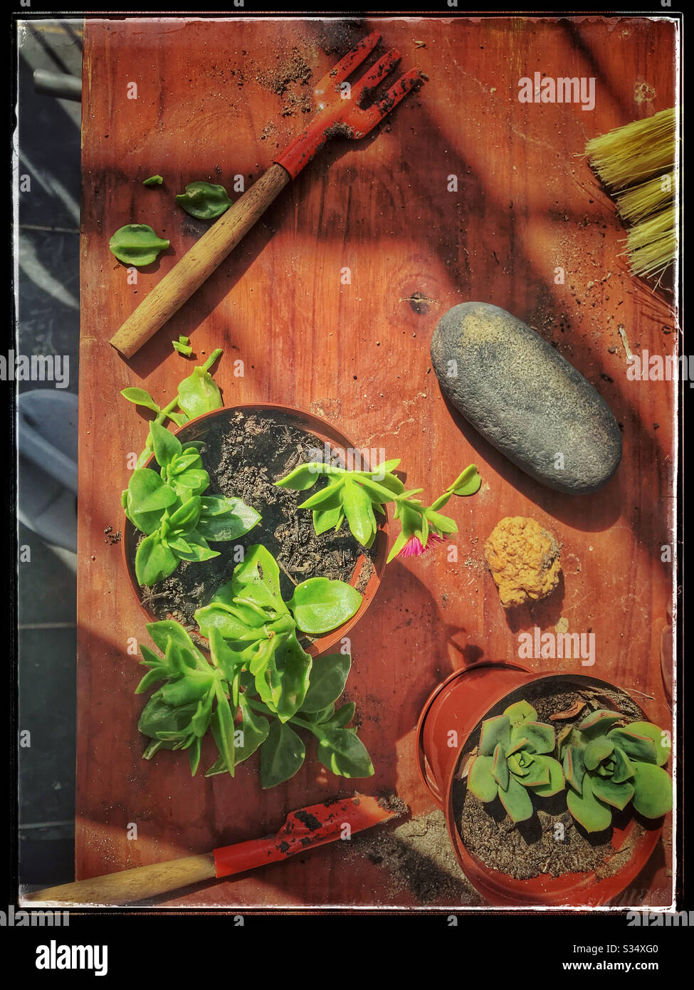 Making cuttings of plant to propagate Stock Photo - Alamy
