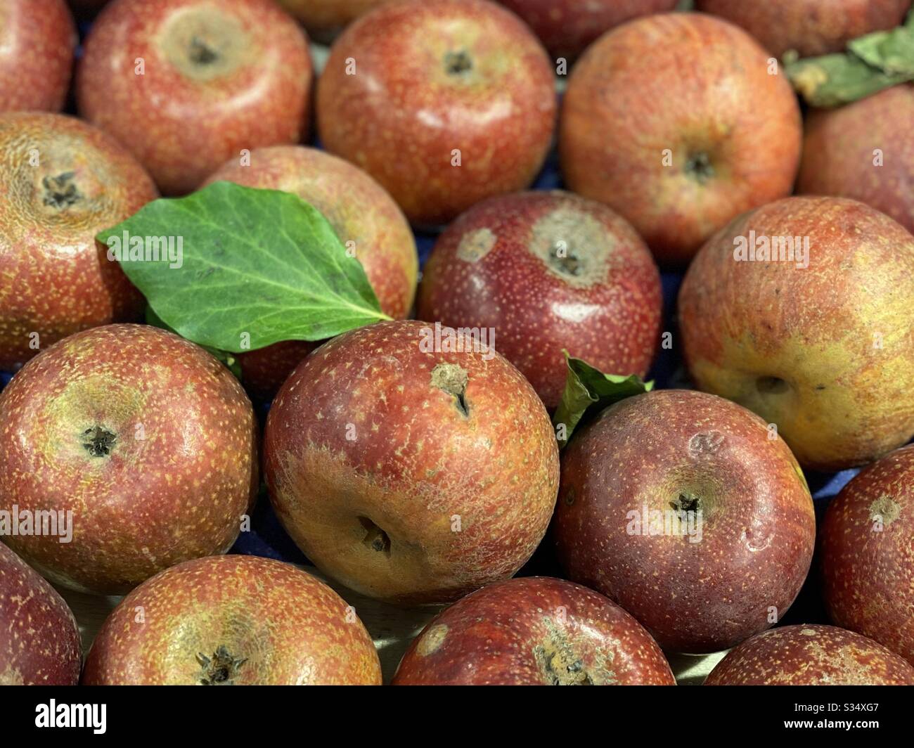 Annurca apples hi-res stock photography and images - Alamy