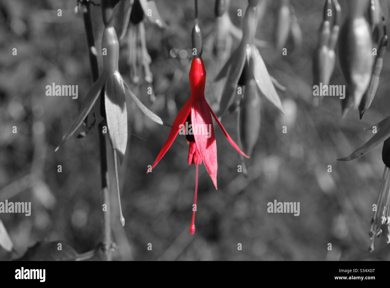 Pop colour hi-res stock photography and images - Alamy