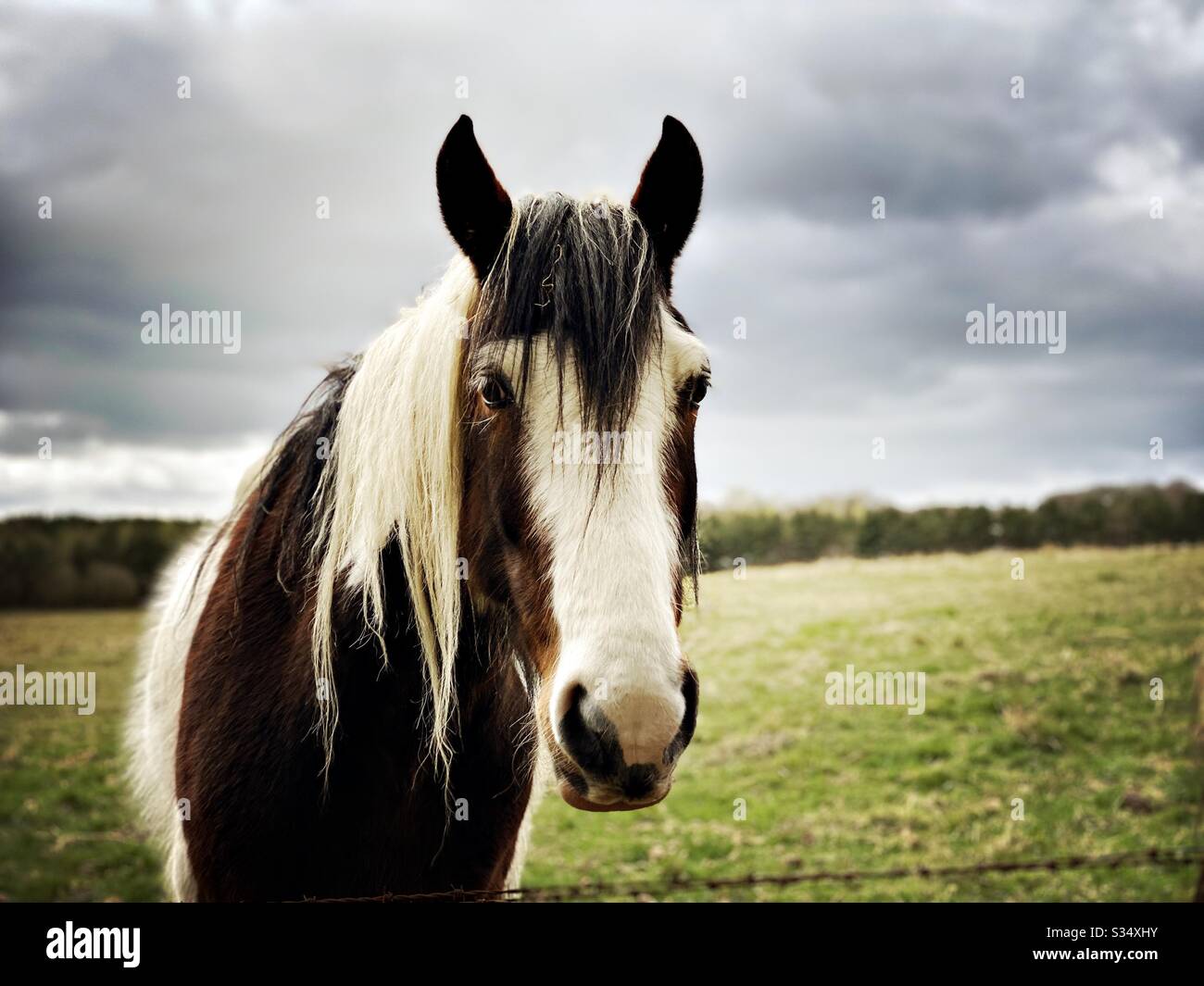 Beautiful and peaceful horse in a paddock. Domesticated livestock ...