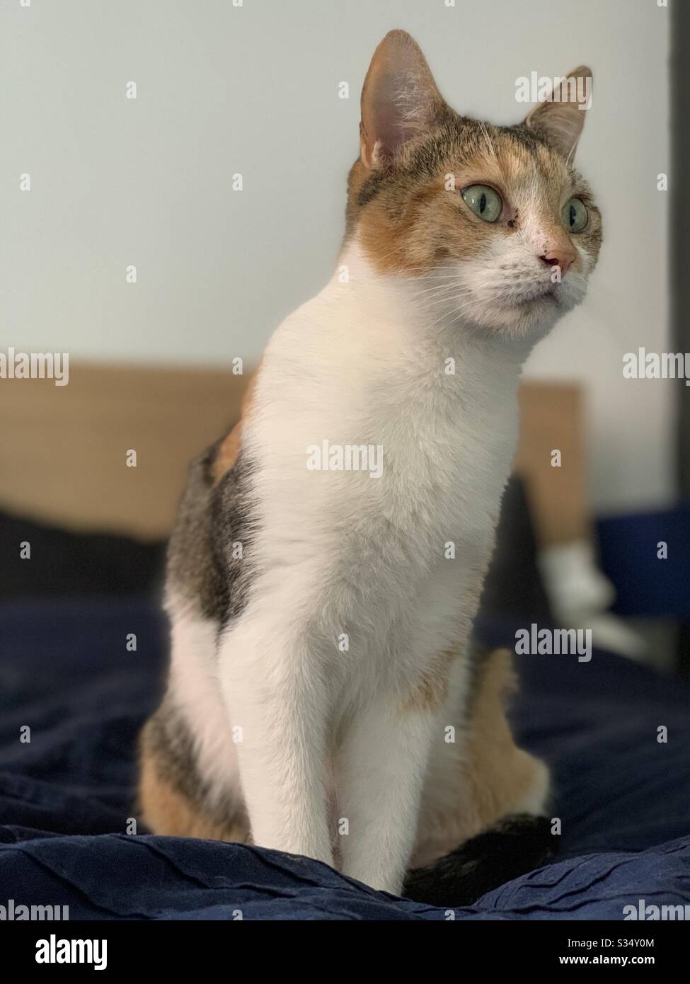 Cat on prowl hi-res stock photography and images - Alamy