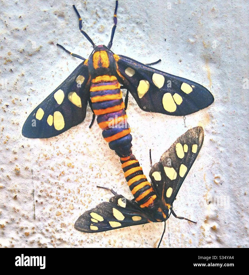 Love insects hi-res stock photography and images - Alamy