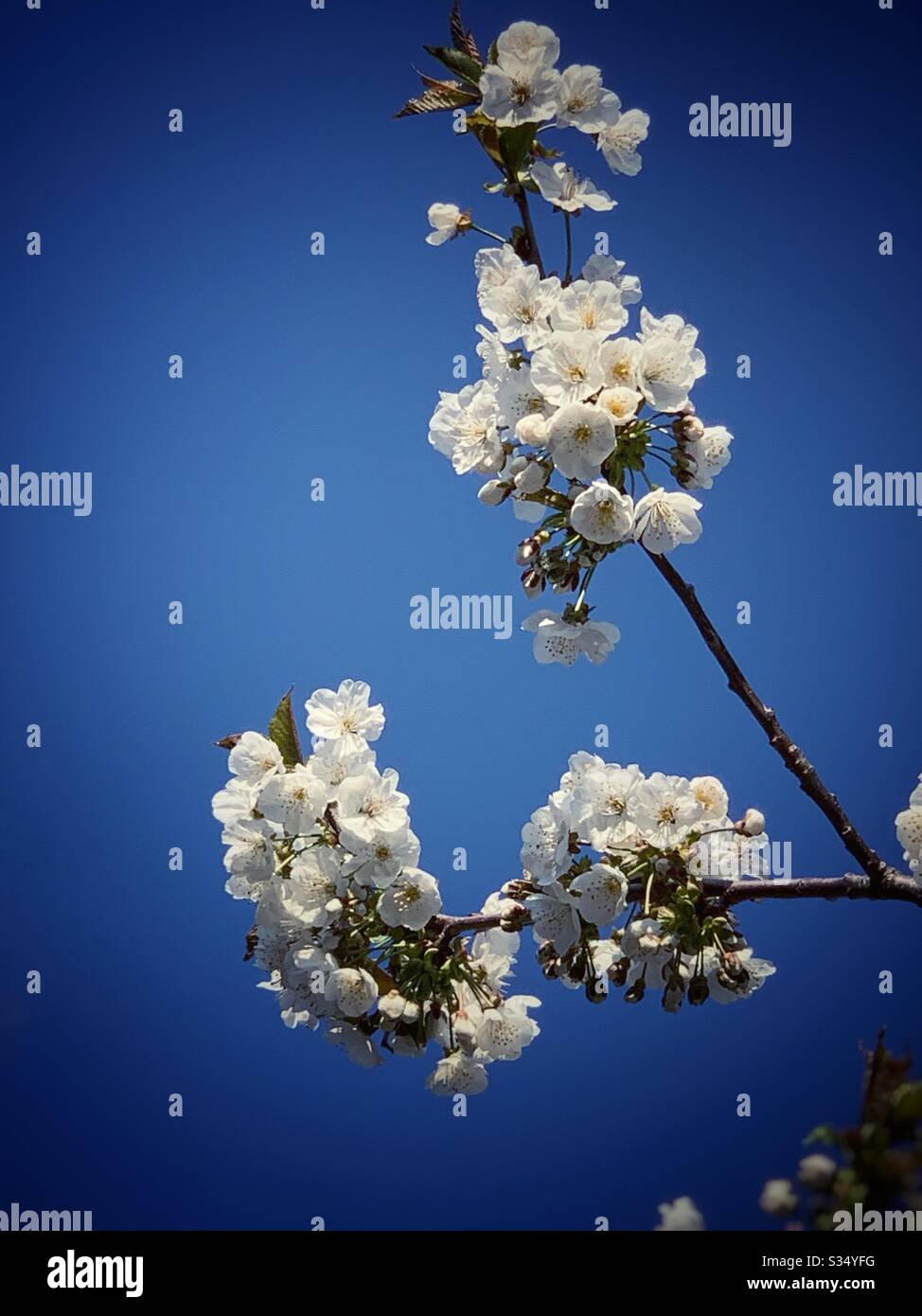 Japanese wonder flower hi-res stock photography and images - Alamy