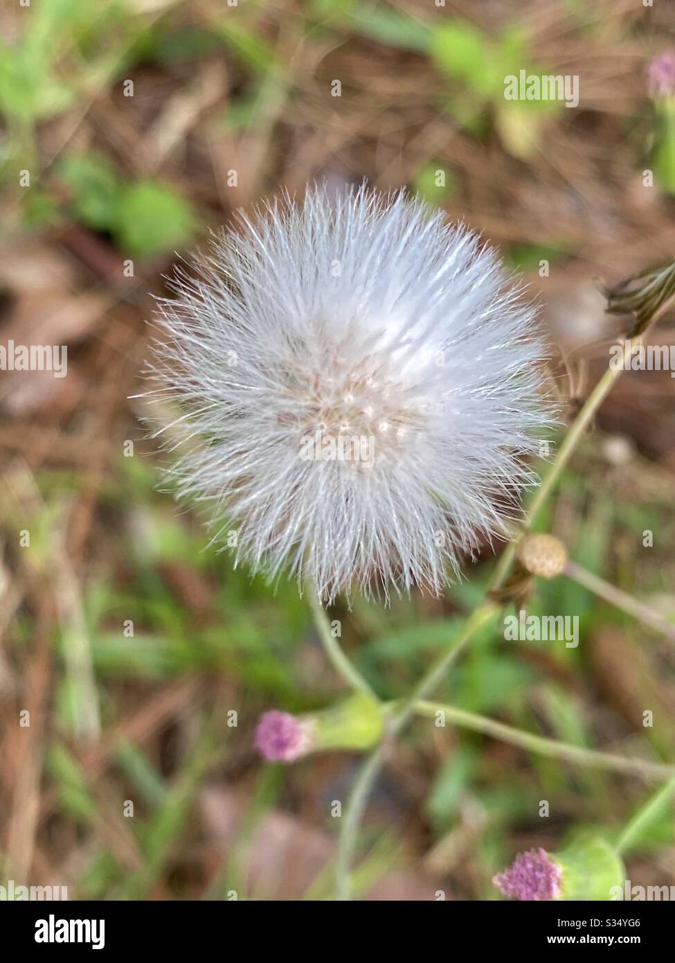 Fuzzy white flowers hi-res stock photography and images - Alamy