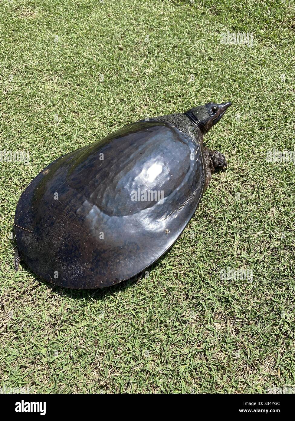 Large soft shell turtle on green grass Stock Photo - Alamy