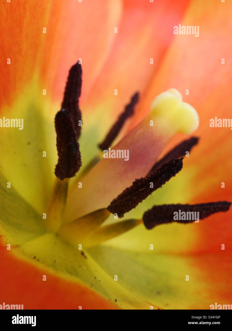 Tulip Steman in bloom Stock Photo - Alamy