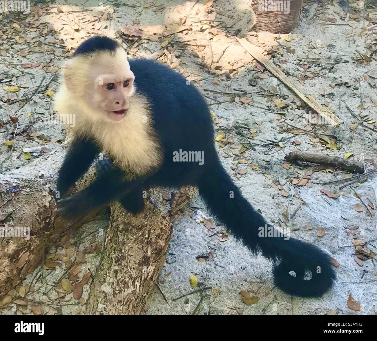 Monkey on beach hi-res stock photography and images - Alamy