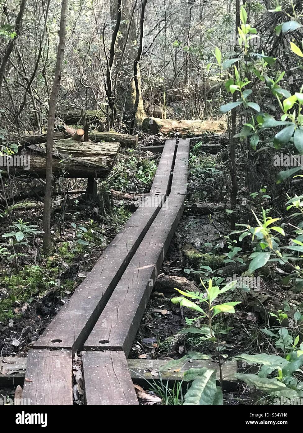 Path through the swamp Stock Photo - Alamy