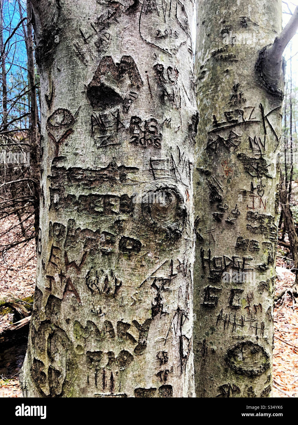 Graffiti carved into bark of tree in state park Stock Photo - Alamy