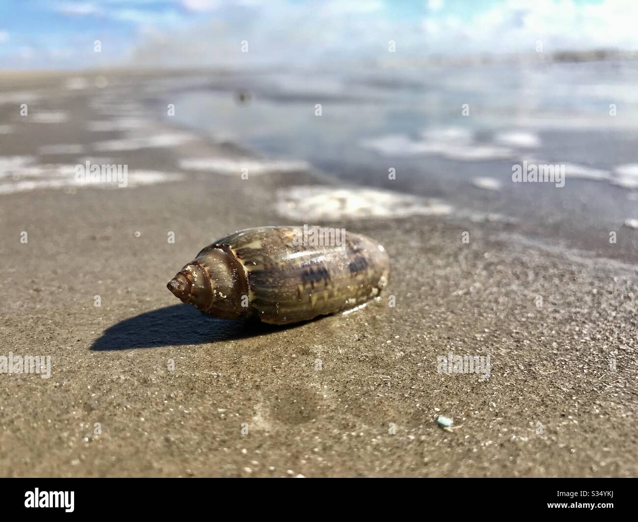 Olive sand hi-res stock photography and images - Alamy