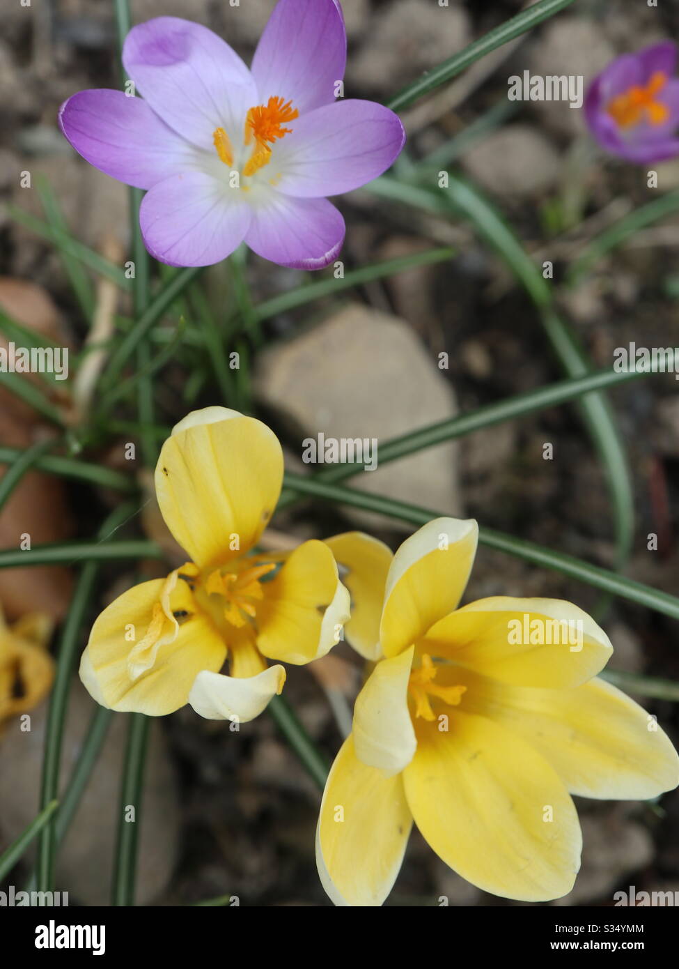 Mixed Crocus in bloom Stock Photo - Alamy