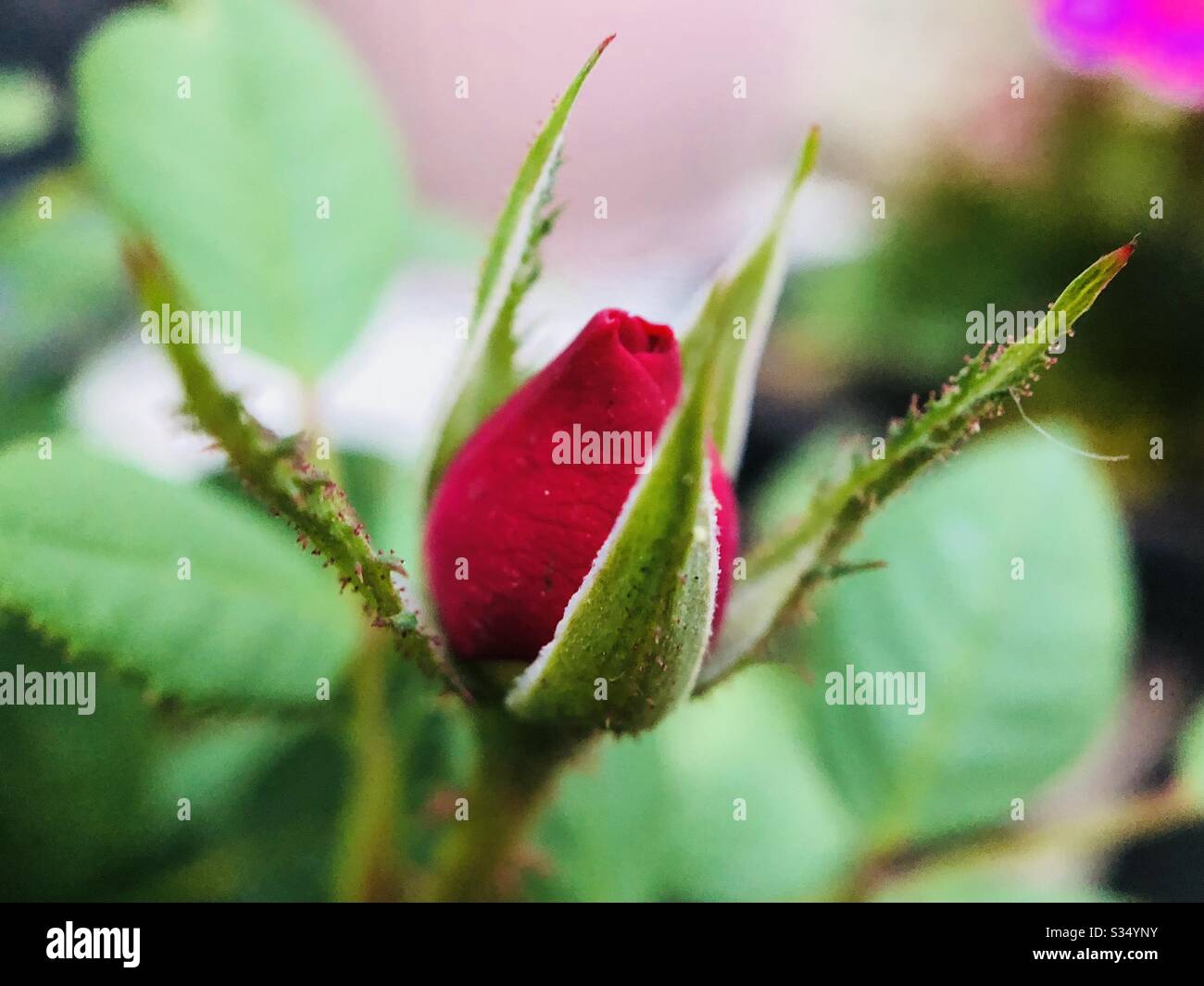 Budding rose hi-res stock photography and images - Alamy