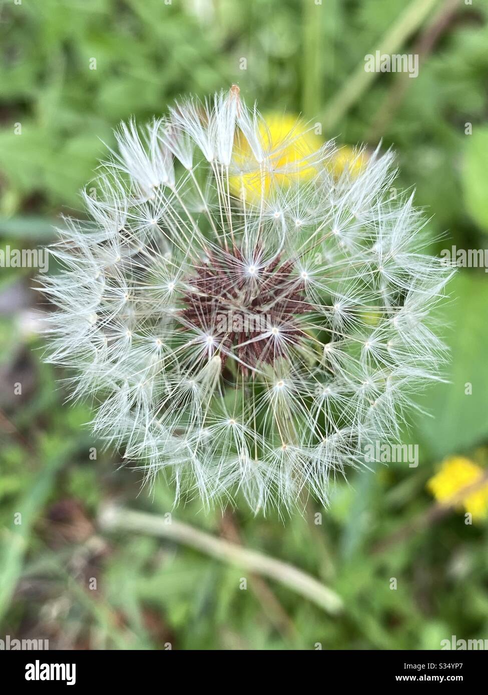 Dandelion fluffy seeds Stock Photo - Alamy