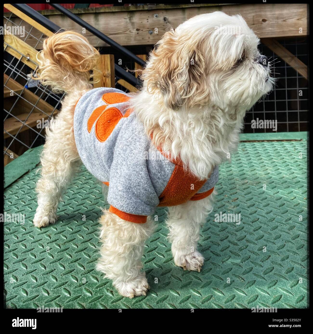 Shitz tzu hi-res stock photography and images - Alamy