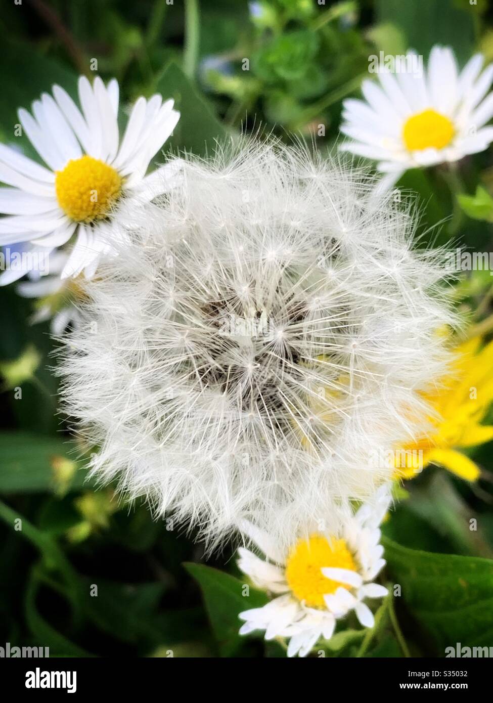 Wish flower hi-res stock photography and images - Alamy