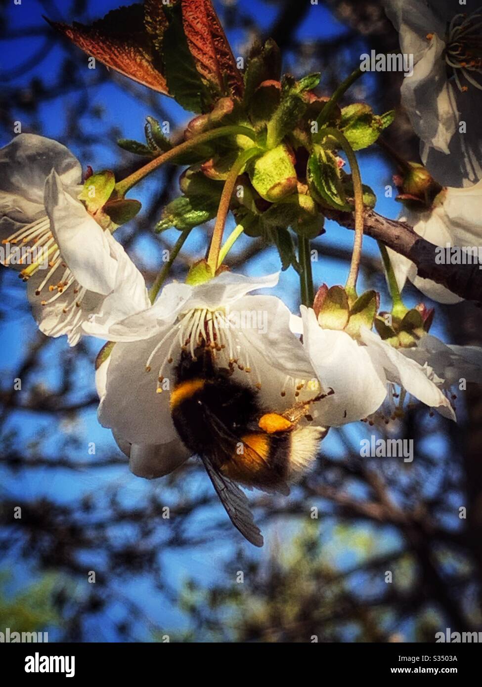 Pollen bumblebee hi-res stock photography and images - Alamy