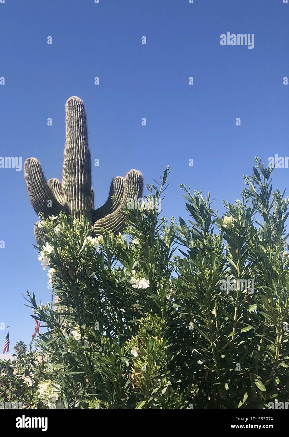White oleander bush in foreground hi-res stock photography and images ...