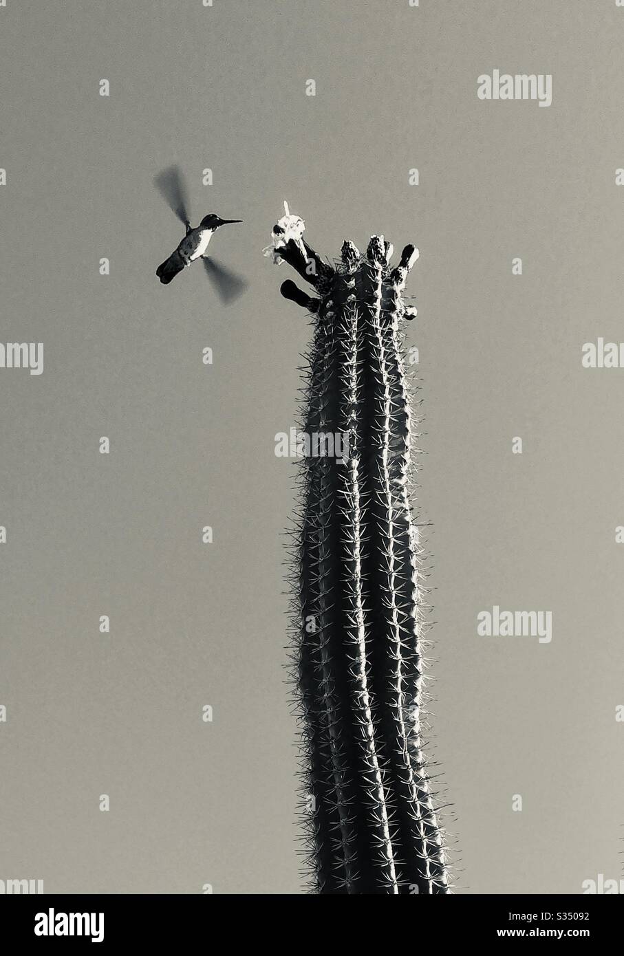 Hummingbird, bird flying, Pipe Organ cactus, blossom, white, textures ...