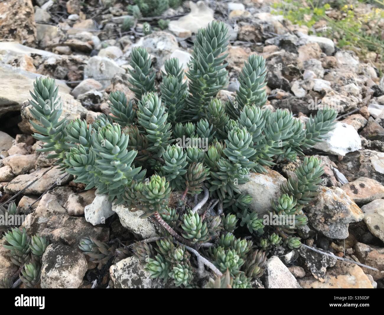Wild succulents hi-res stock photography and images - Alamy