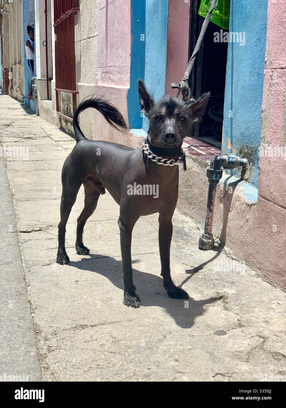 Cuban dog hi-res stock photography and images - Alamy