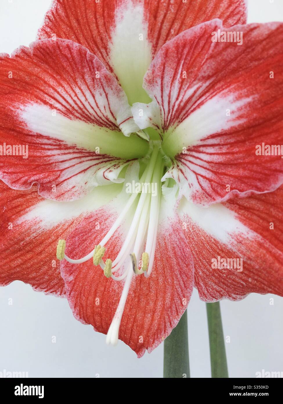 Red and white amaryllis hi-res stock photography and images - Alamy