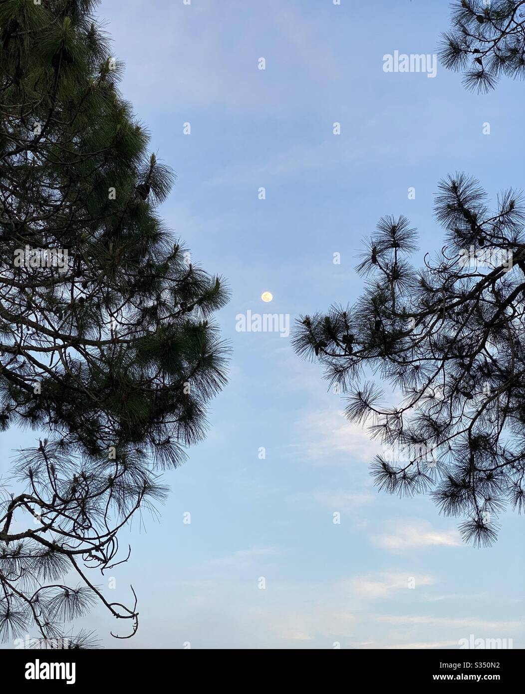 Full moon shining bright between two pines Stock Photo - Alamy