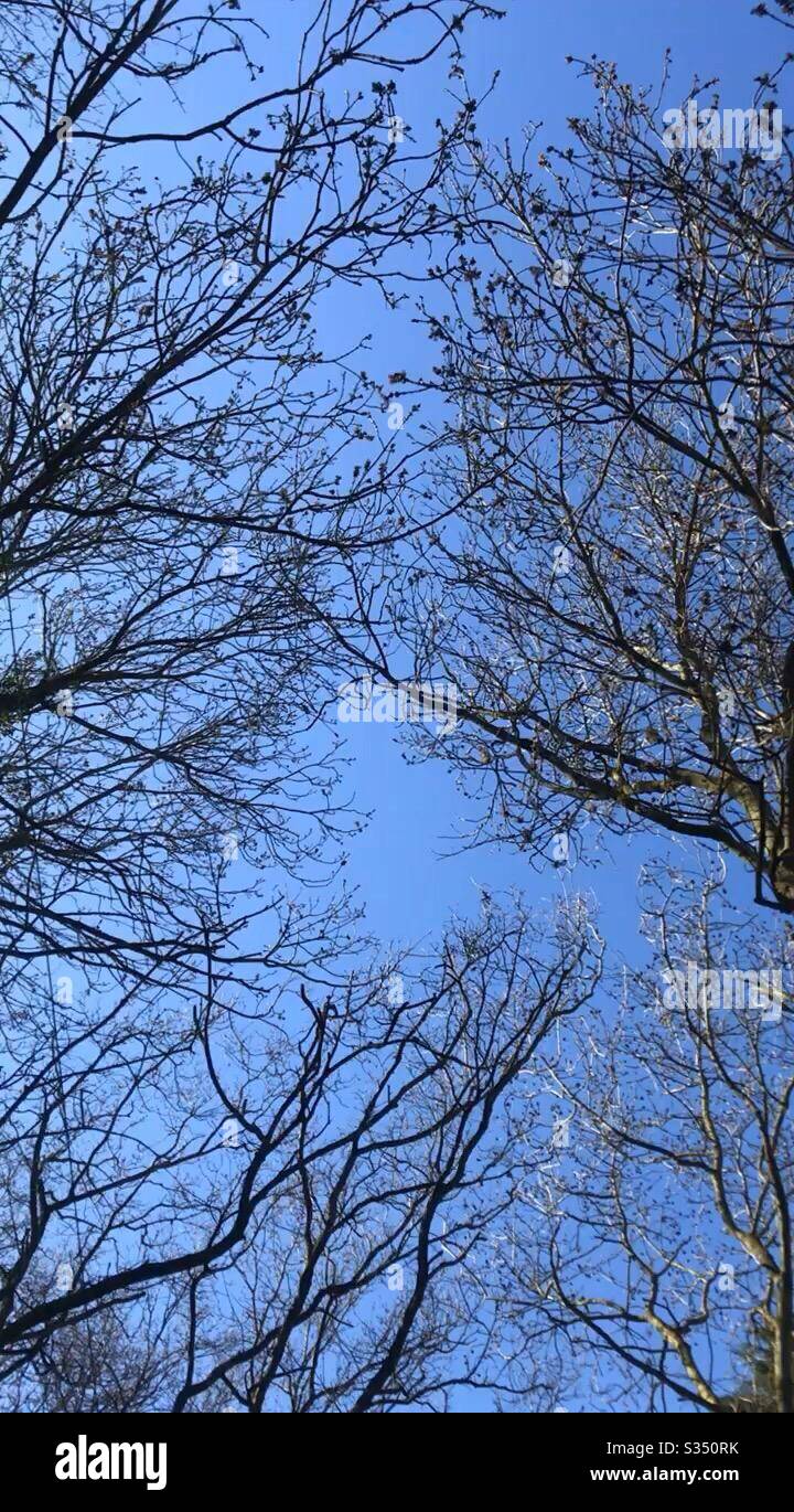 Trees from below Stock Photo - Alamy