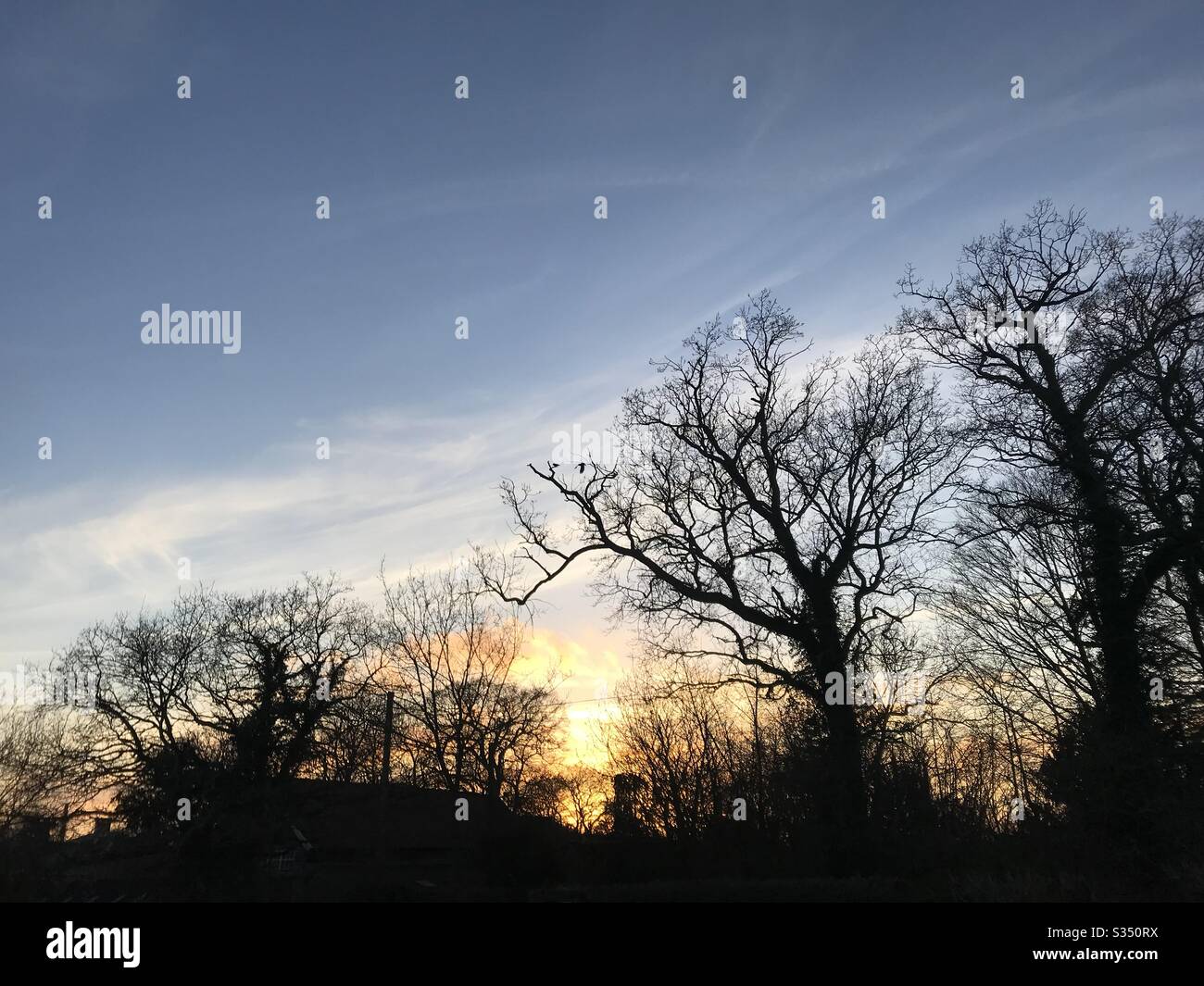 Trees with birds hi-res stock photography and images - Alamy