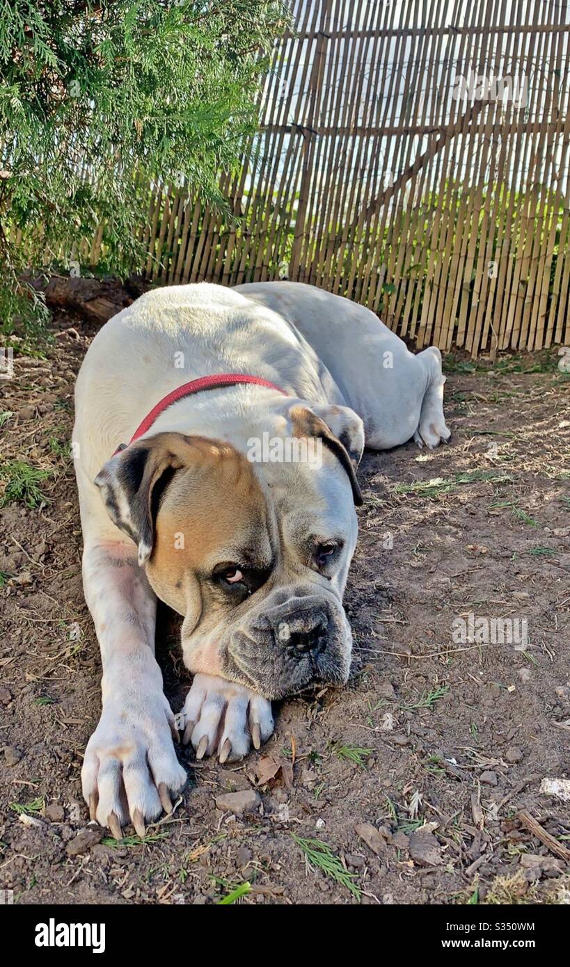 Unimpressed dog hi-res stock photography and images - Alamy