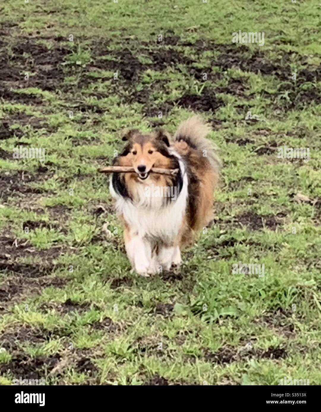 Play stick hi-res stock photography and images - Alamy