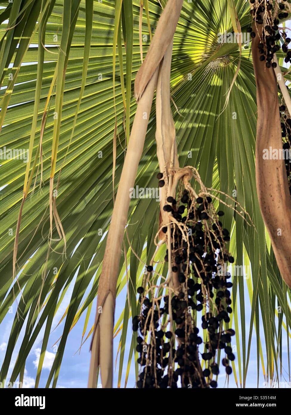 Palm frond hanging hi-res stock photography and images - Alamy