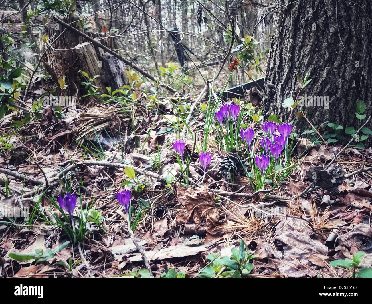 Purple flower patch hi-res stock photography and images - Alamy