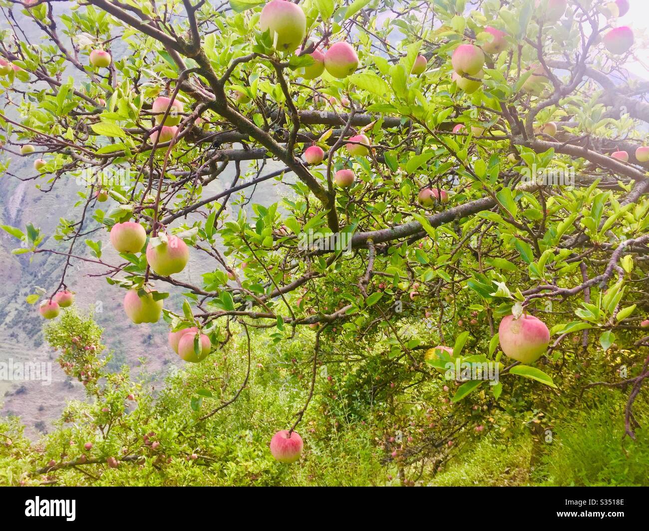 Himachali hi-res stock photography and images - Alamy