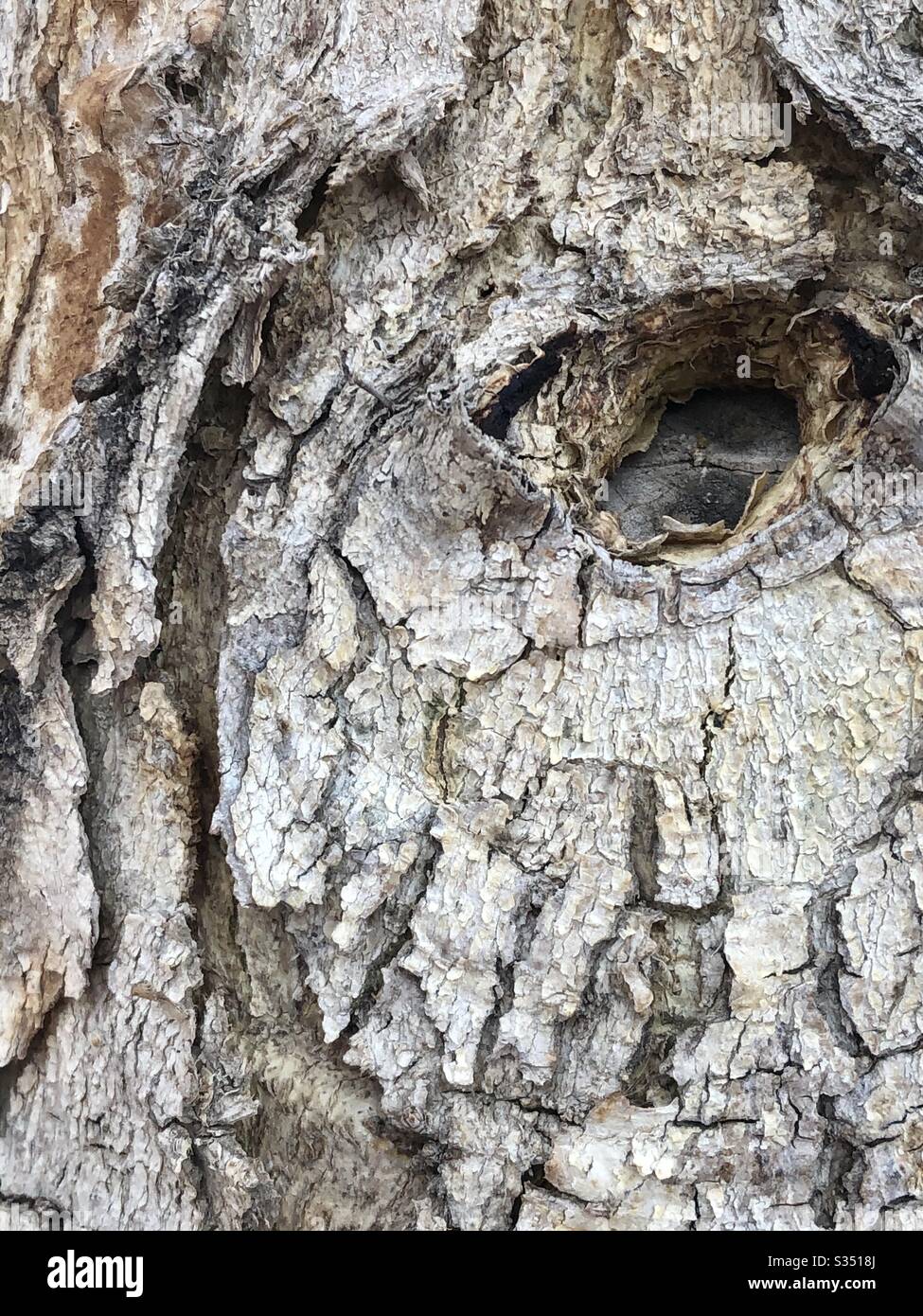 Knot hole hi-res stock photography and images - Alamy